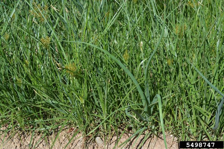 yellow nutsedge (Cyperus esculentus L.)