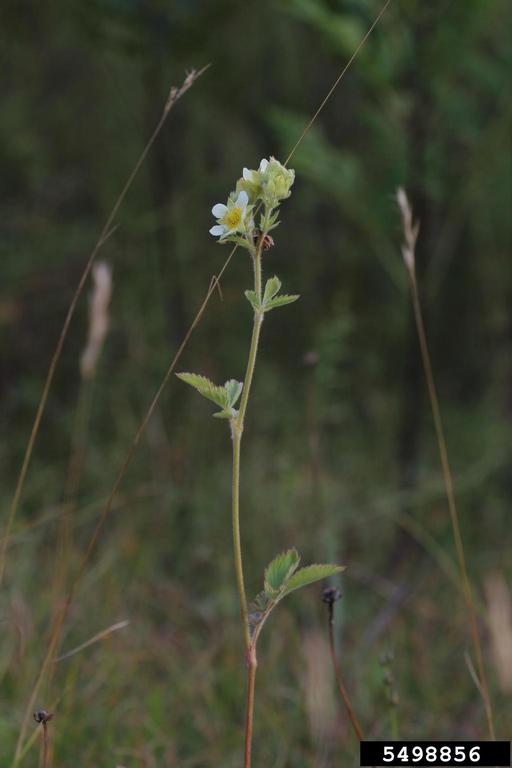 white cinquefoil (Potentilla arguta)