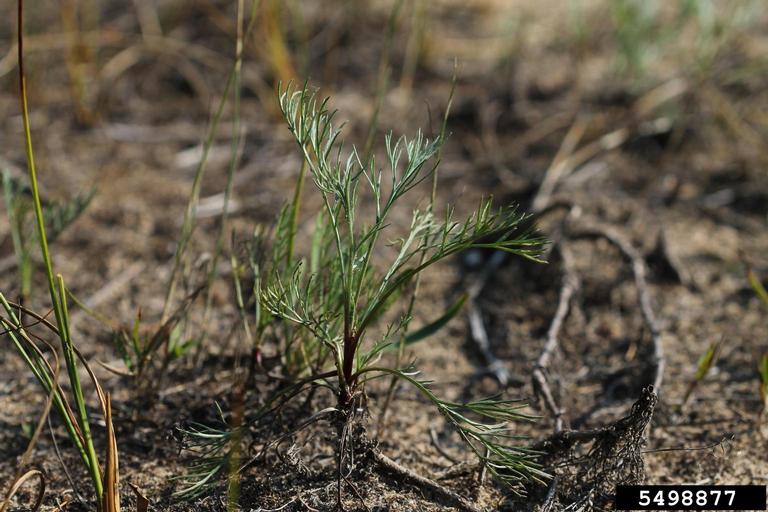 common sagewort (Artemisia campestris)
