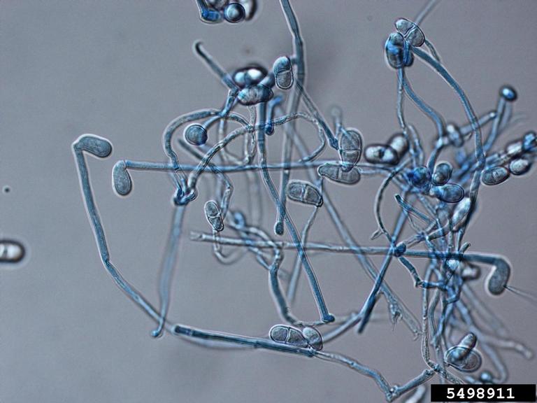 Trichothecium roseum (Trichothecium roseum ) on beech (Fagus spp ...