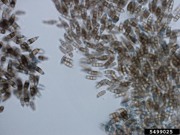 Pestalotiopsis leaf spot (Pestalotiopsis palmarum (Cooke) Steyaert)