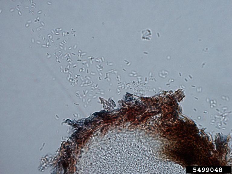 Phoma blights (Genus Phoma Sacc.)