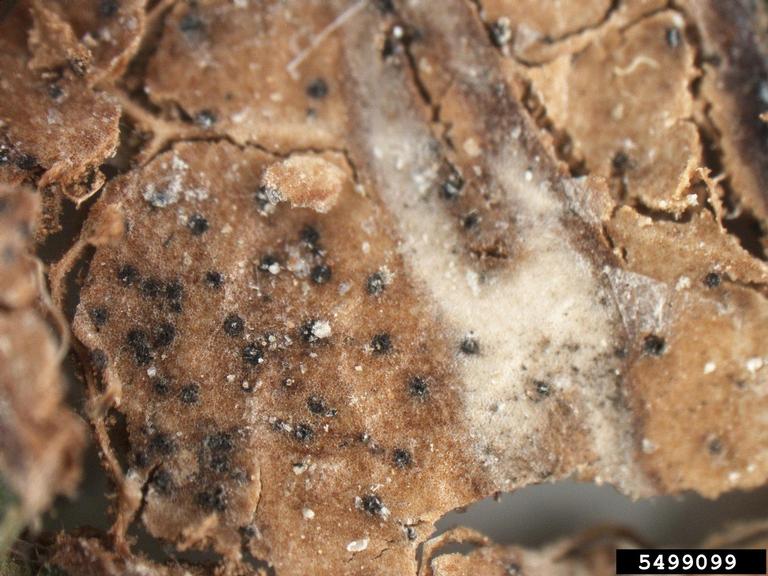 Mycosphaerella fungi (Genus Mycosphaerella Johanson)