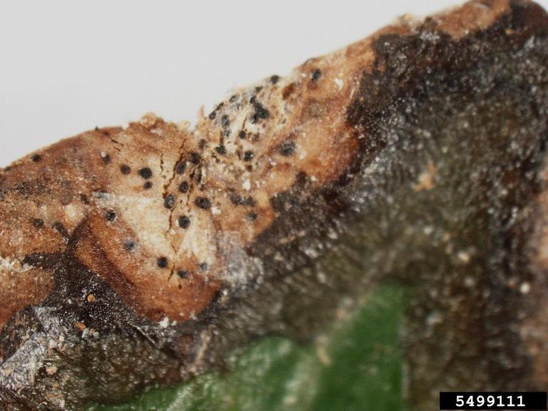 Phomopsis cankers and twig blights (Genus Phomopsis) on gardenia ...