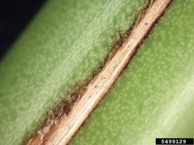 Mycosphaerella fungi (Genus Mycosphaerella Johanson)