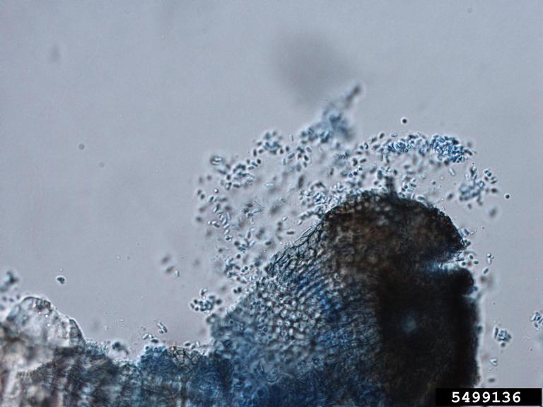 Phoma blights (Genus Phoma Sacc.)