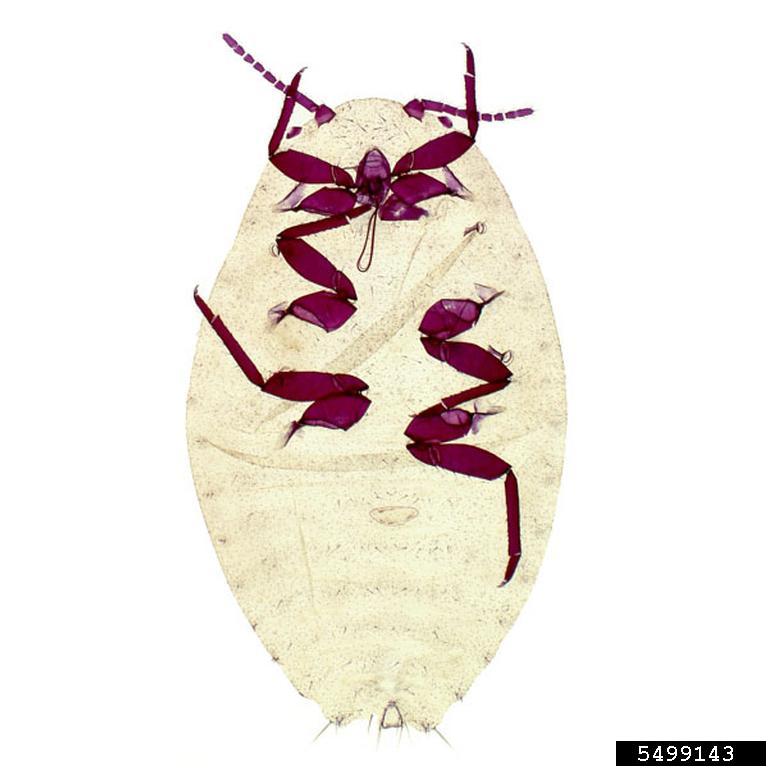 mealybug (Phenacoccus solenopsis)