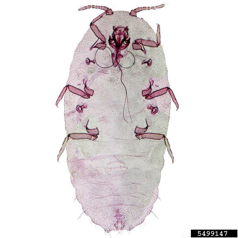 pink sugarcane mealybug (Saccharicoccus sacchari (Cockerell))