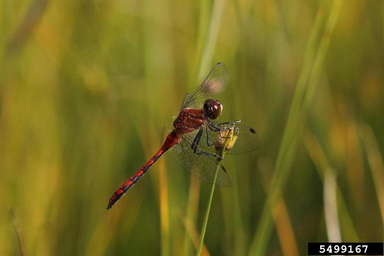 meadowhawks (Genus Sympetrum Newman 1833)