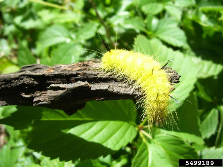 American dagger moth (Acronicta americana)