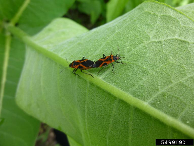 large milkweed bug (Oncopeltus fasciatus (Dallas))