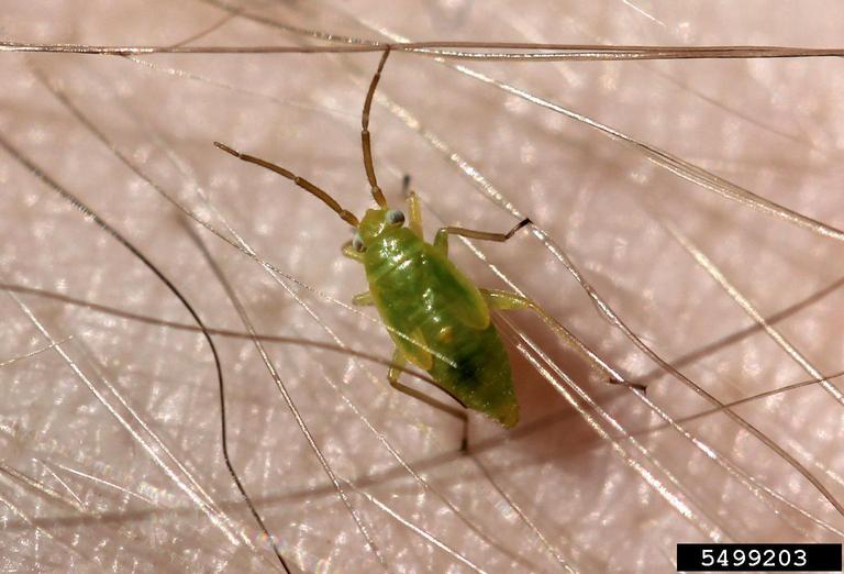 honeylocust plant bug (Blepharidopterus chlorionis (Say, 1832))