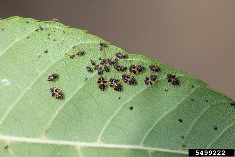 walnut lace bug (Corythucha juglandis (Fitch, 1856))
