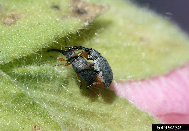 hollyhock weevil (Rhopalapion longirostre)