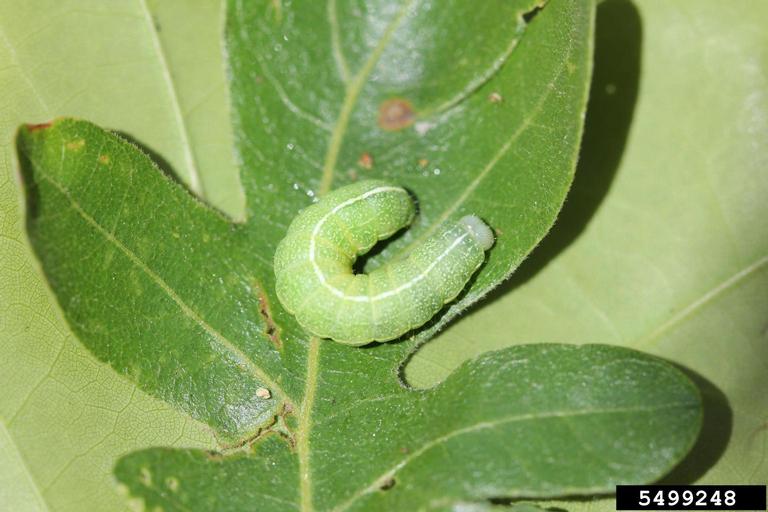 speckled green fruitworm (Orthosia hibisci)