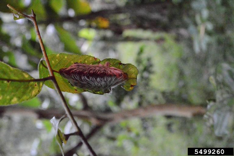 flannel moths (Family Megalopygidae)