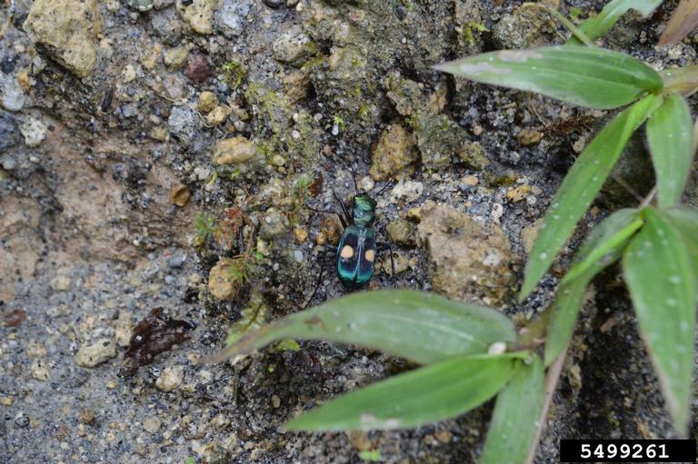 ground beetle (Pseudoxycheila bipustulata (Latreille, 1811))