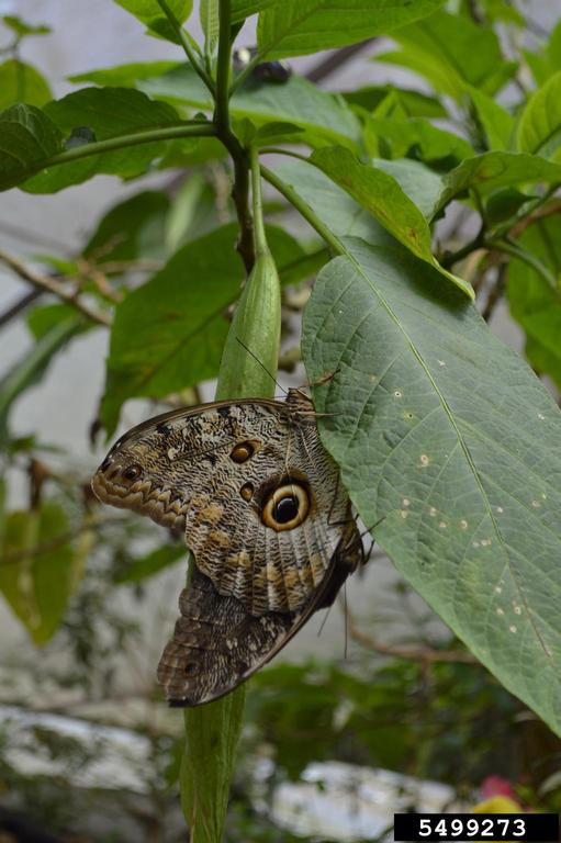owl butterflies (Genus Caligo)