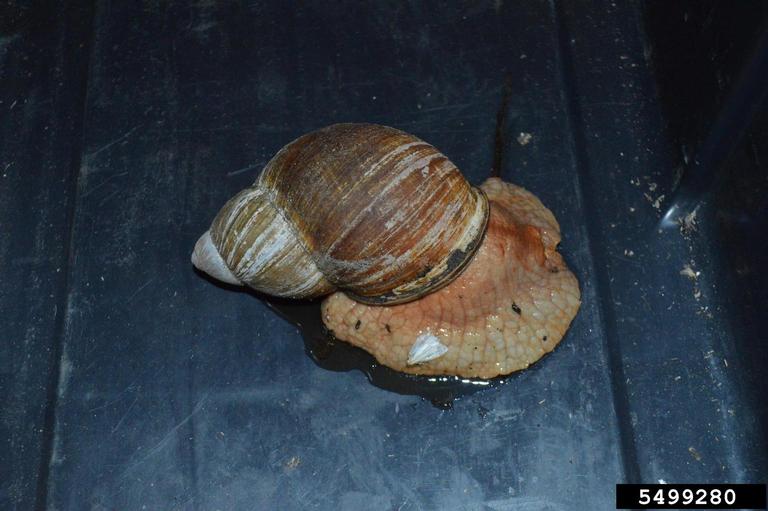 African giant snail (Lissachatina fulica (Bowdich, 1822))