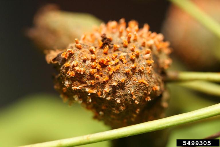 quince rust (Gymnosporangium clavipes Cooke & Peck)