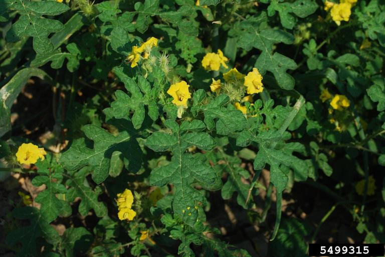buffalobur (Solanum rostratum)