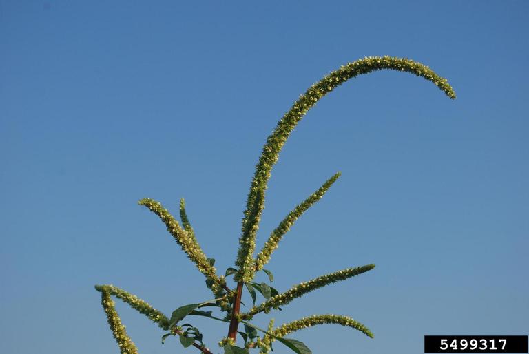 Palmer amaranth (Amaranthus palmeri S. Wats.)