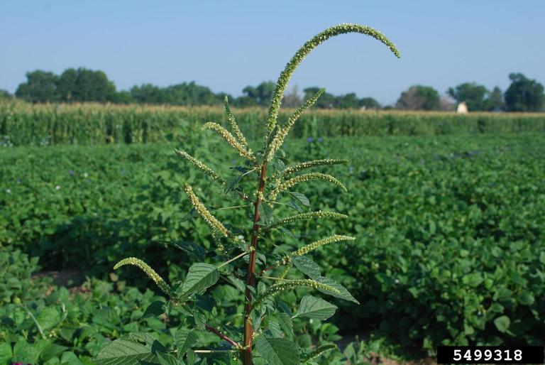 Palmer amaranth (Amaranthus palmeri)