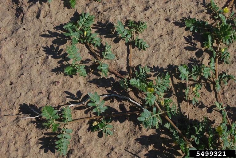 puncturevine (Tribulus terrestris L.)