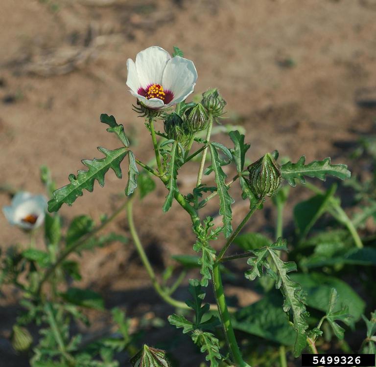 Venice mallow (Hibiscus trionum L.)