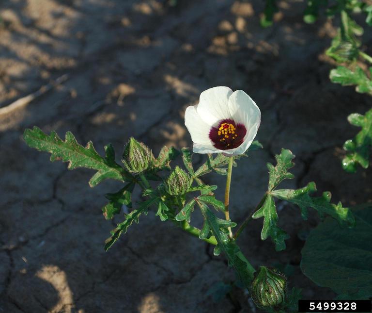 Venice mallow (Hibiscus trionum L.)