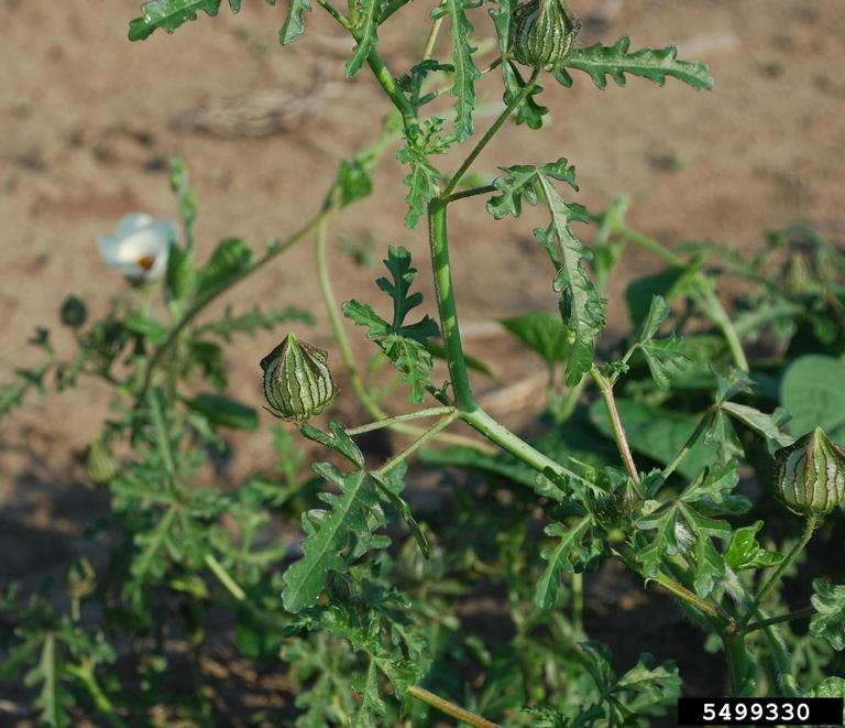 Venice mallow (Hibiscus trionum L.)
