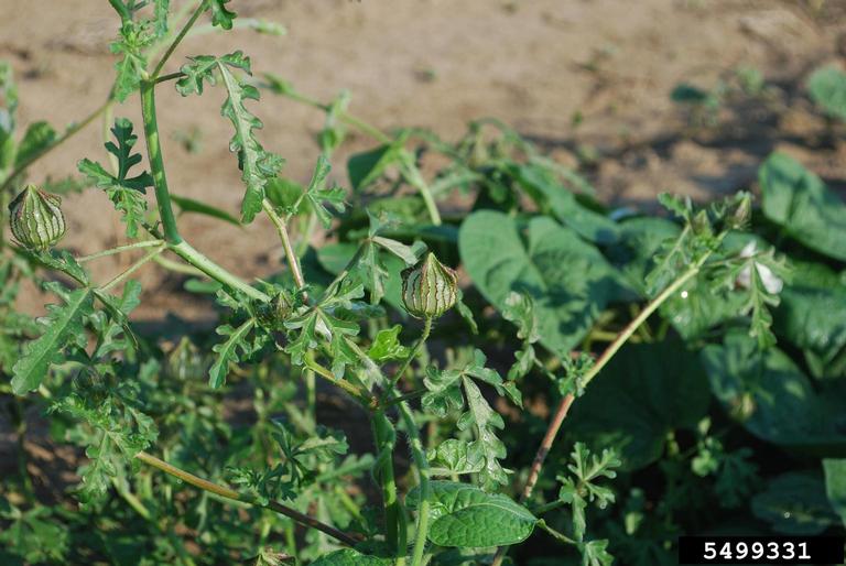 Venice mallow (Hibiscus trionum)