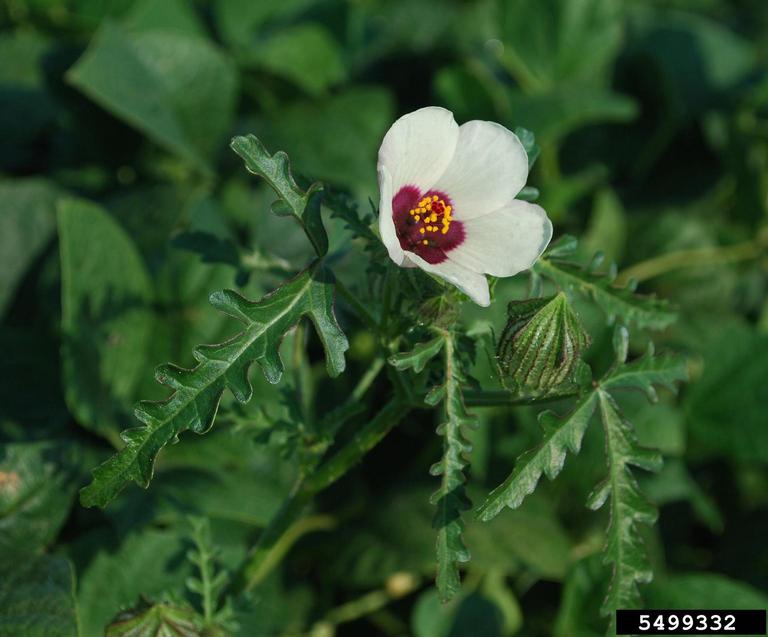 Venice mallow (Hibiscus trionum)