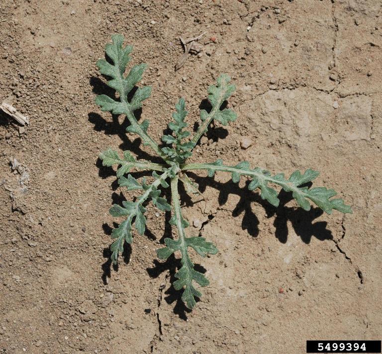 skeletonleaf bursage (Ambrosia tomentosa Nutt.)