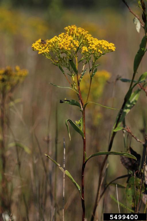 Ohio goldenrod (Solidago ohioensis)