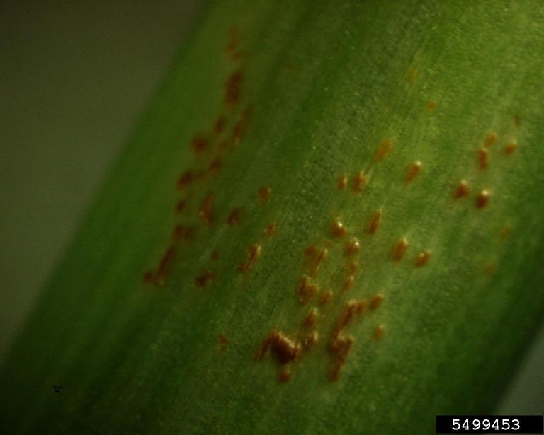 onion rust (Puccinia allii Castagne)