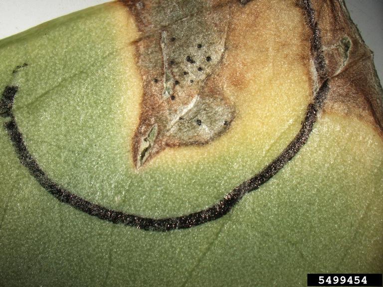 Pestalotiopsis leaf spot (Pestalotiopsis versicolor (Speg.) Steyaert)