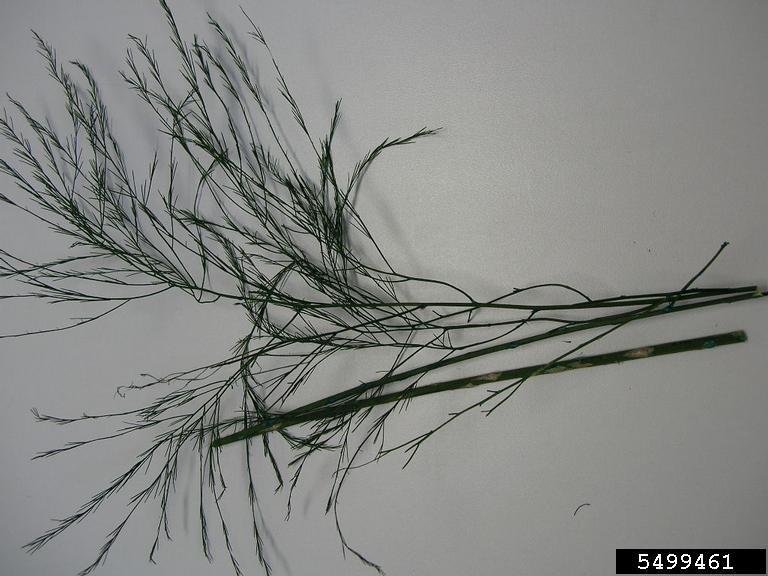 Phaeosphaeria fungi (Genus Phaeosphaeria I. Miyake)