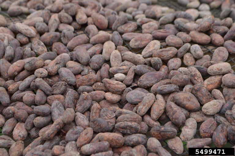 cacao (Theobroma cacao)