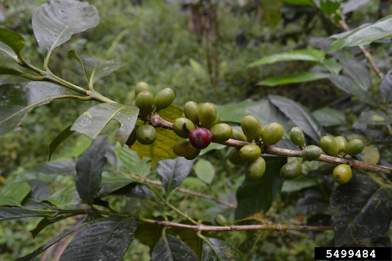 coffee (Genus Coffea L.)