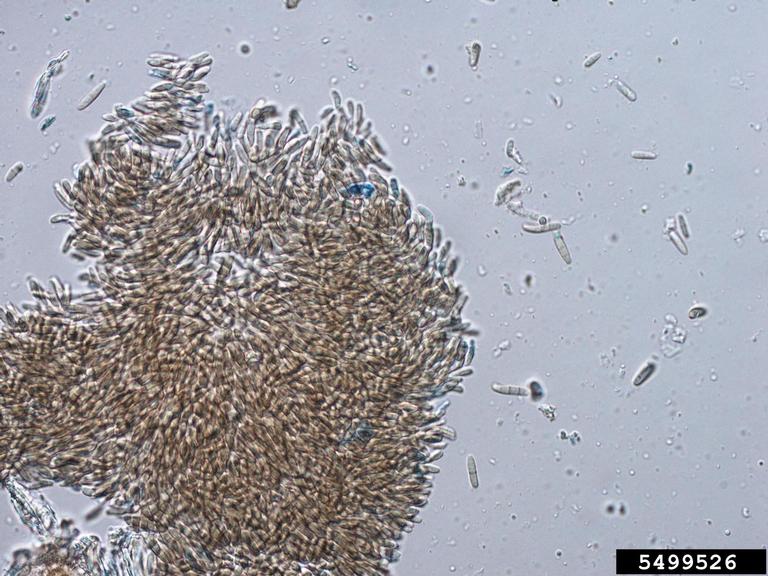 leaf blotch (Genus Stagonospora (Sacc.) Sacc.)