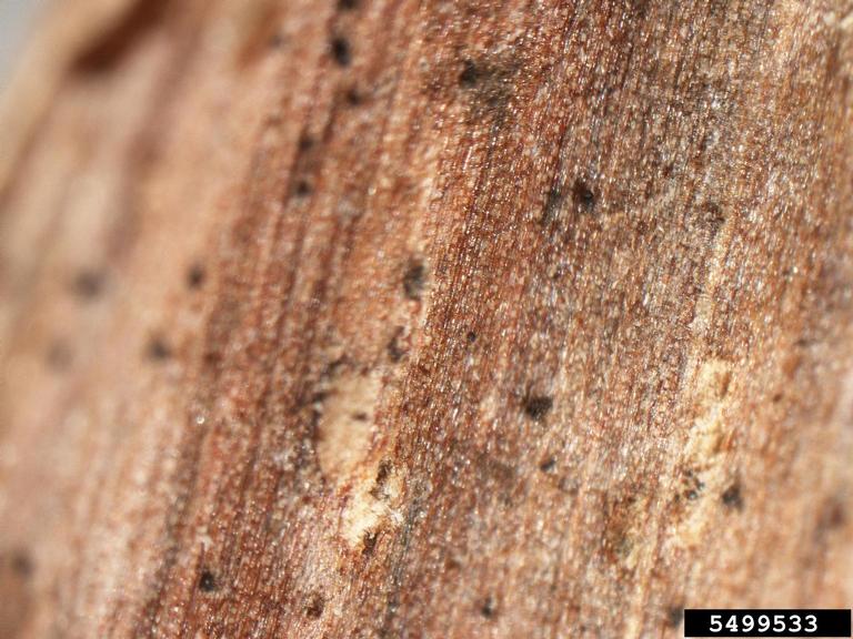 Ascochyta fungi (Genus Ascochyta Lib.)