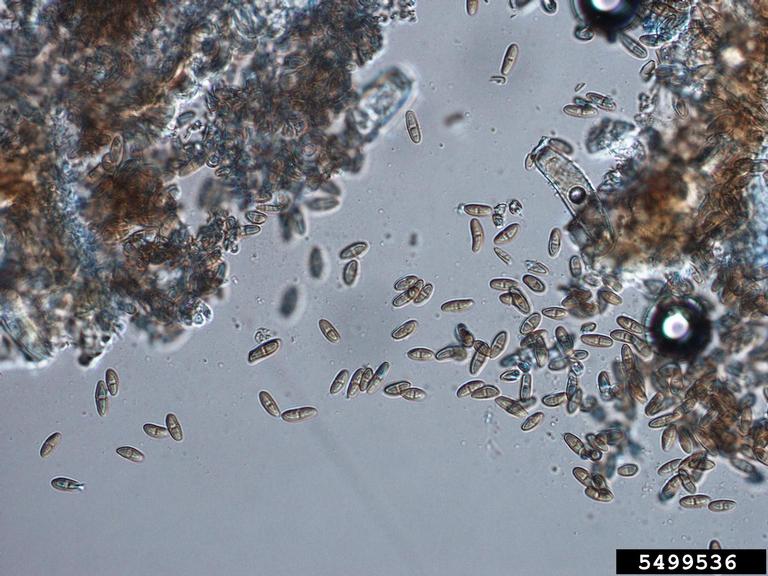 Ascochyta fungi (Genus Ascochyta)