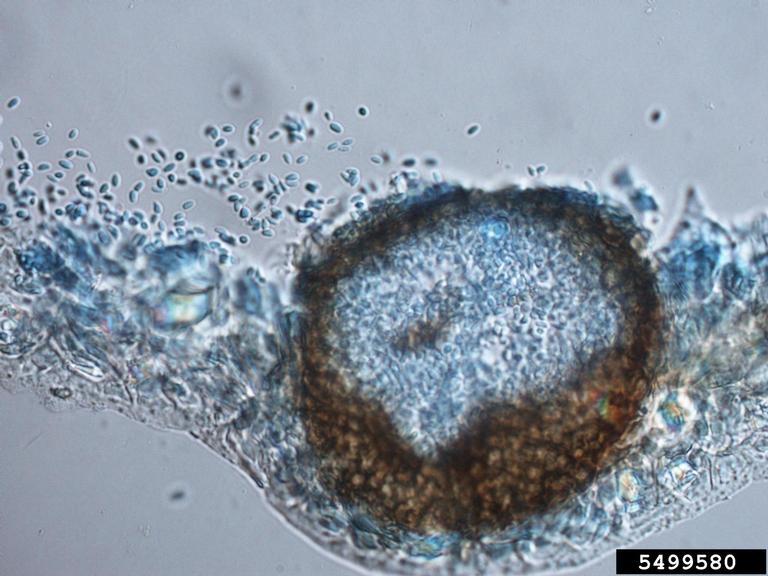 Phoma blights (Genus Phoma)