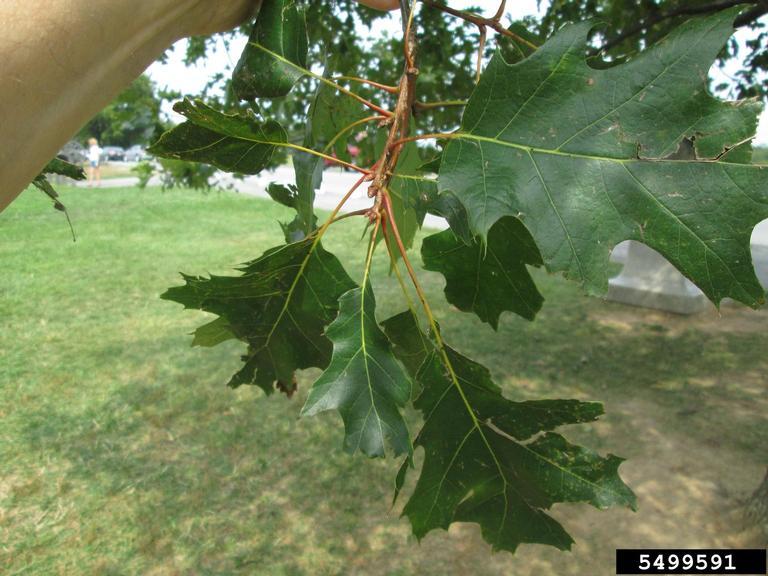 northern red oak (Quercus rubra)