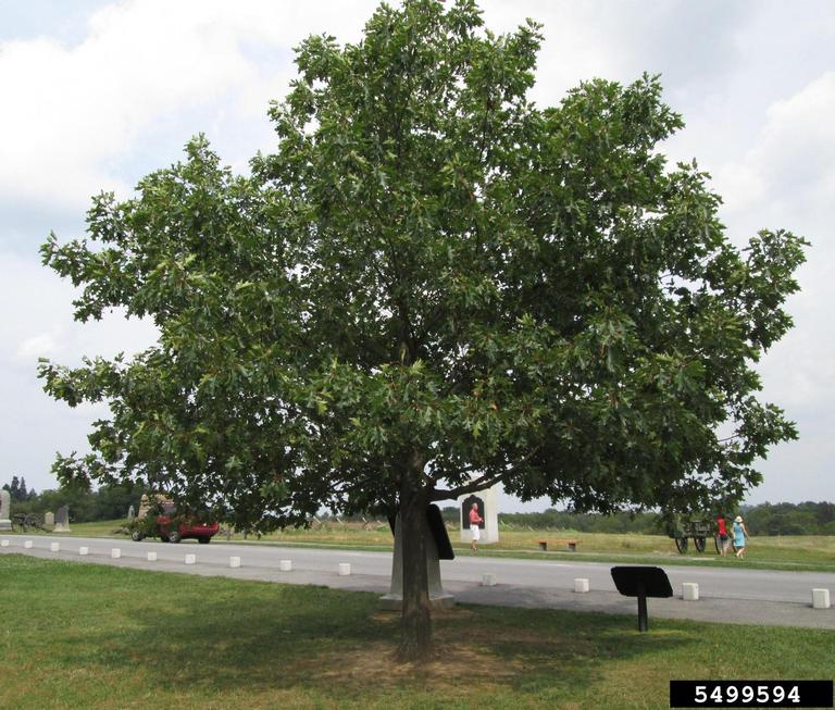 northern red oak (Quercus rubra L.)