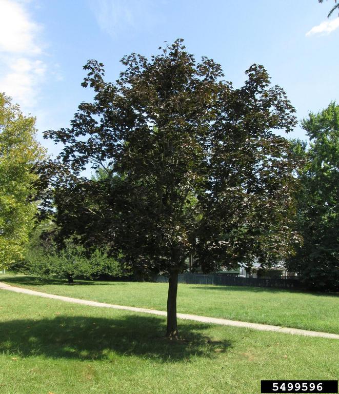 Norway maple (Acer platanoides)