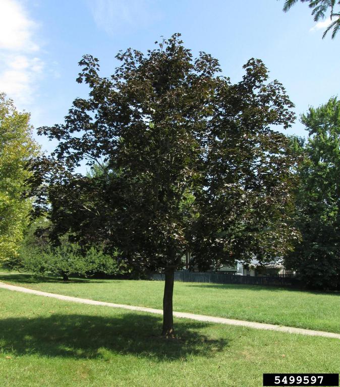 Norway maple (Acer platanoides)