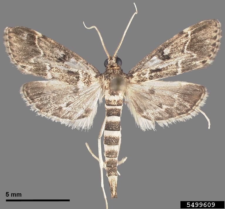European pepper moth (Duponchelia fovealis)