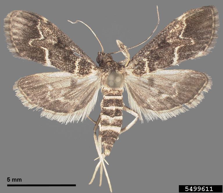 European pepper moth (Duponchelia fovealis)